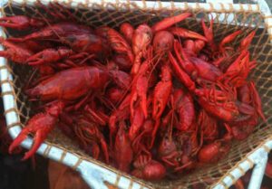 Live Crawfish - Heads or Tails Cajun Crawfish